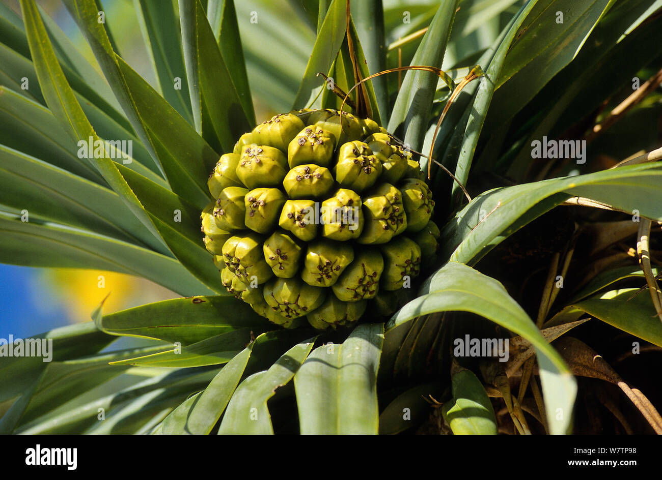 Screwpine (Pandanus tectorius) Pine island, New Caledonia Stock Photo ...
