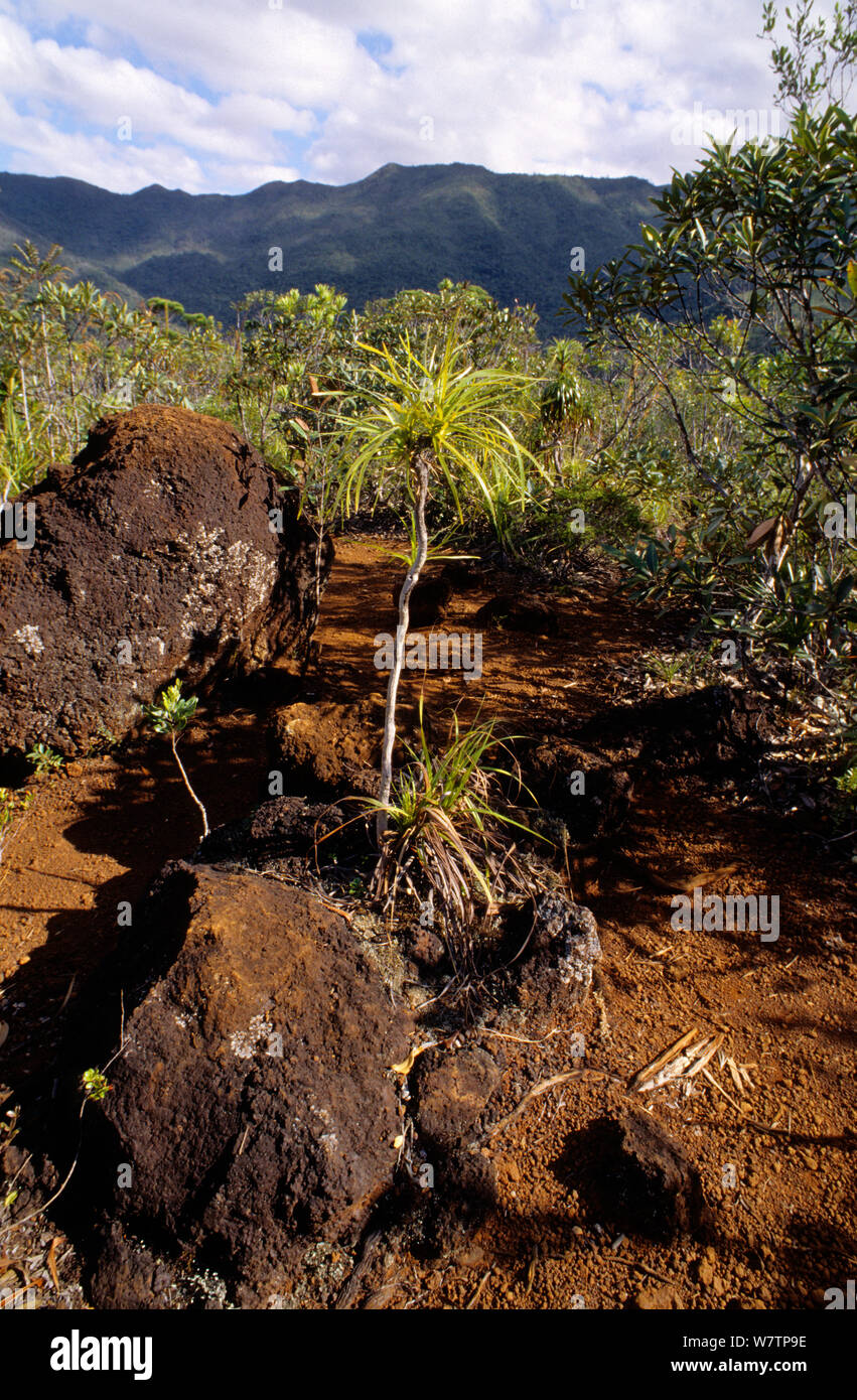Dracophyllum ramosum on serpentine / ultramafic soil. New Caledonia ...