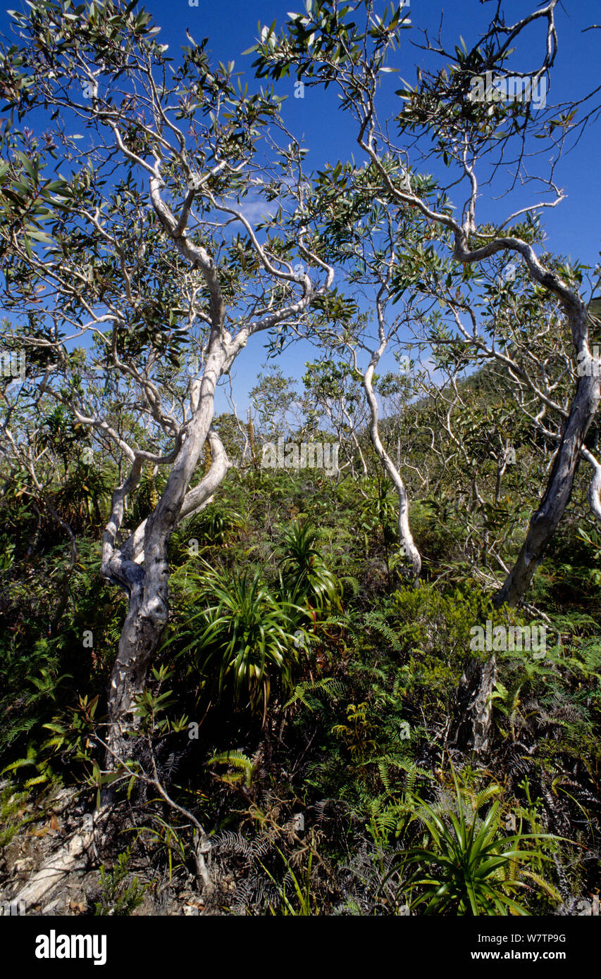 Cajeput tree hi-res stock photography and images - Alamy