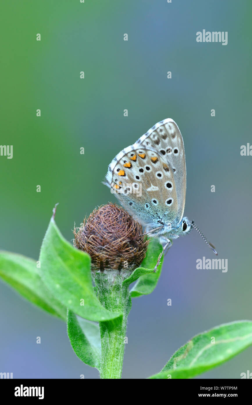 Adonis blue butterfly (Polyommatus bellargus) on seed, Pyrenees ...