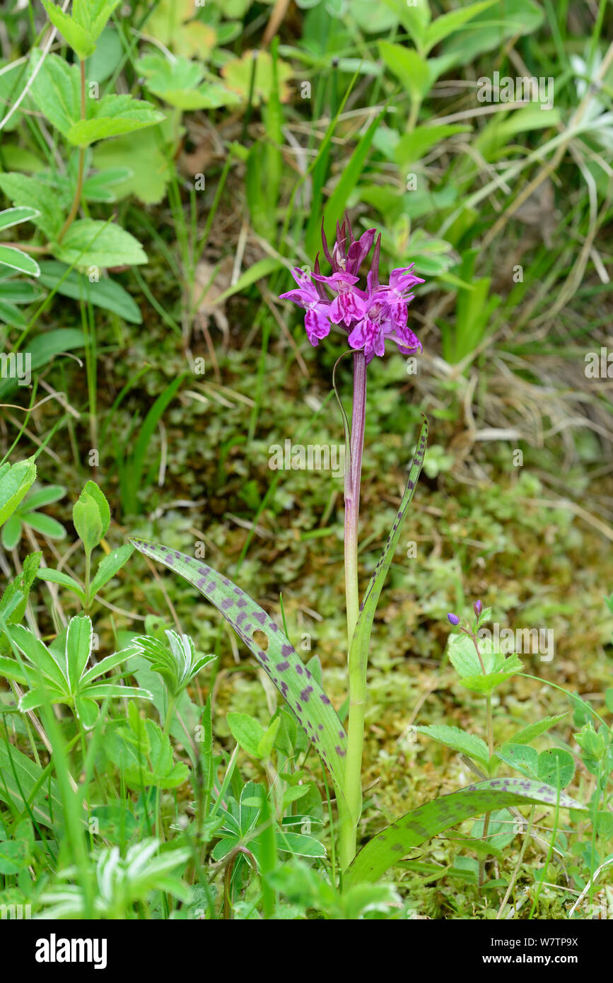 Alpine marsh orchid (Dactylorhiza alpestris) in flower, Pyrenees ...