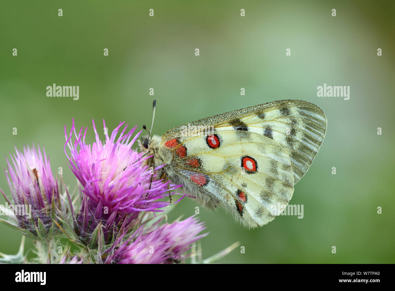 Alpine Apollo Butterfly High Resolution Stock Photography and Images ...