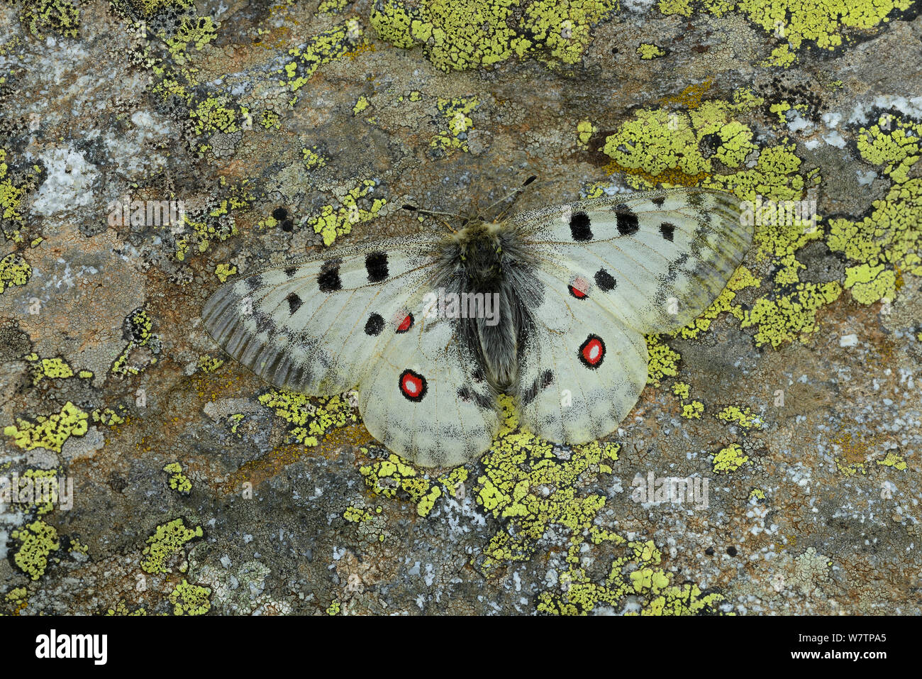 Mountain apollo butterfly (Parnassius apollo) basking on rock, Pyrenees ...