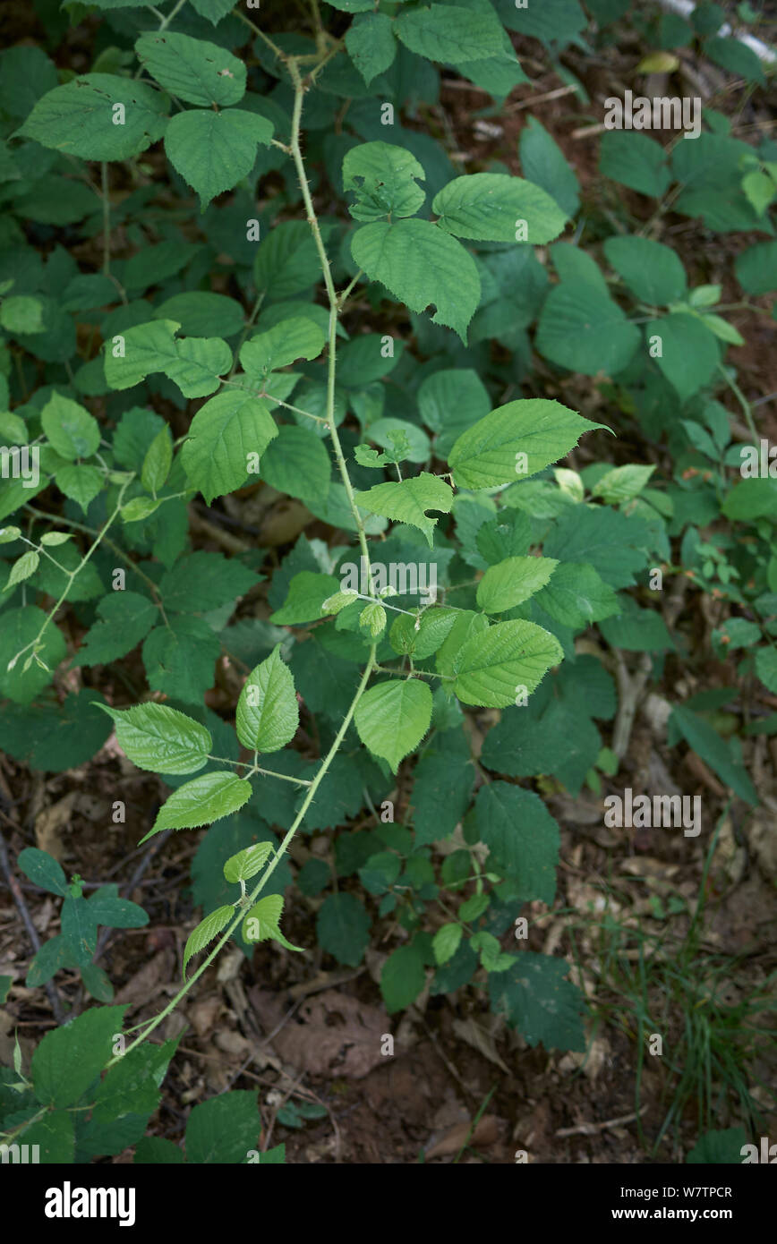 shrub of Rubus idaeus in bloom Stock Photo - Alamy