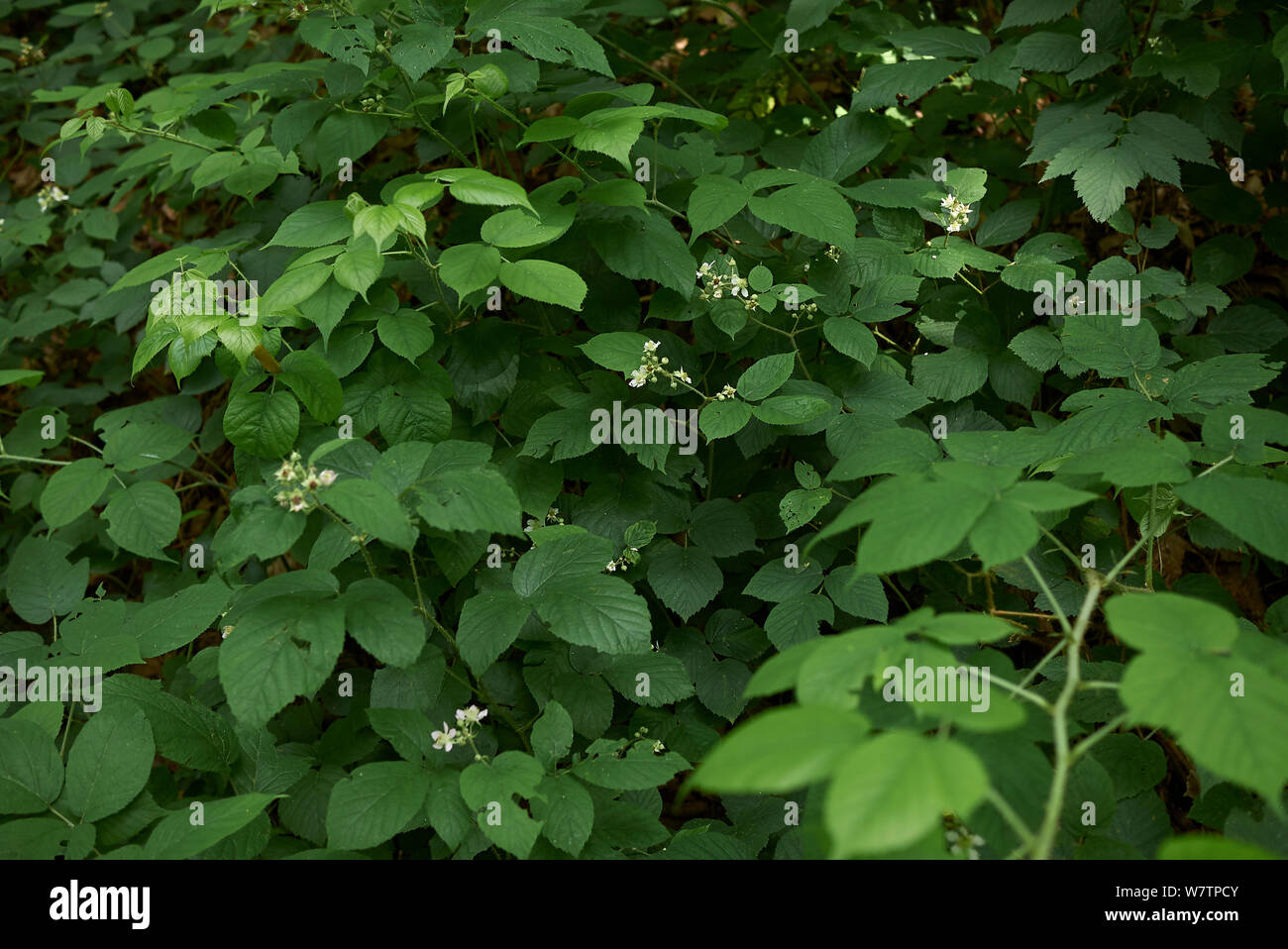 Rubus idaeus bush hi-res stock photography and images - Alamy