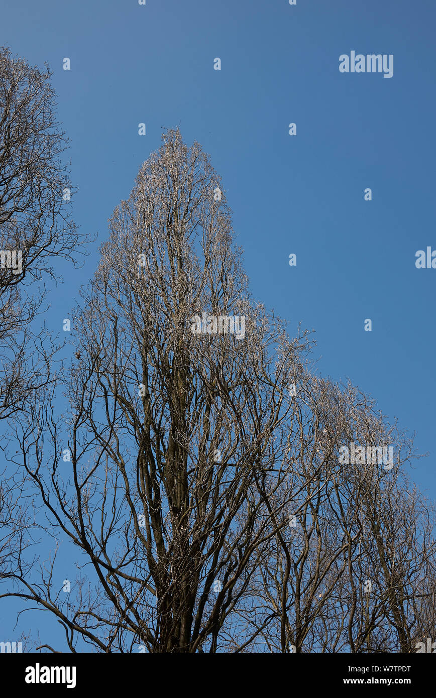 Quercus robur fastigiata trunk in winter Stock Photo - Alamy