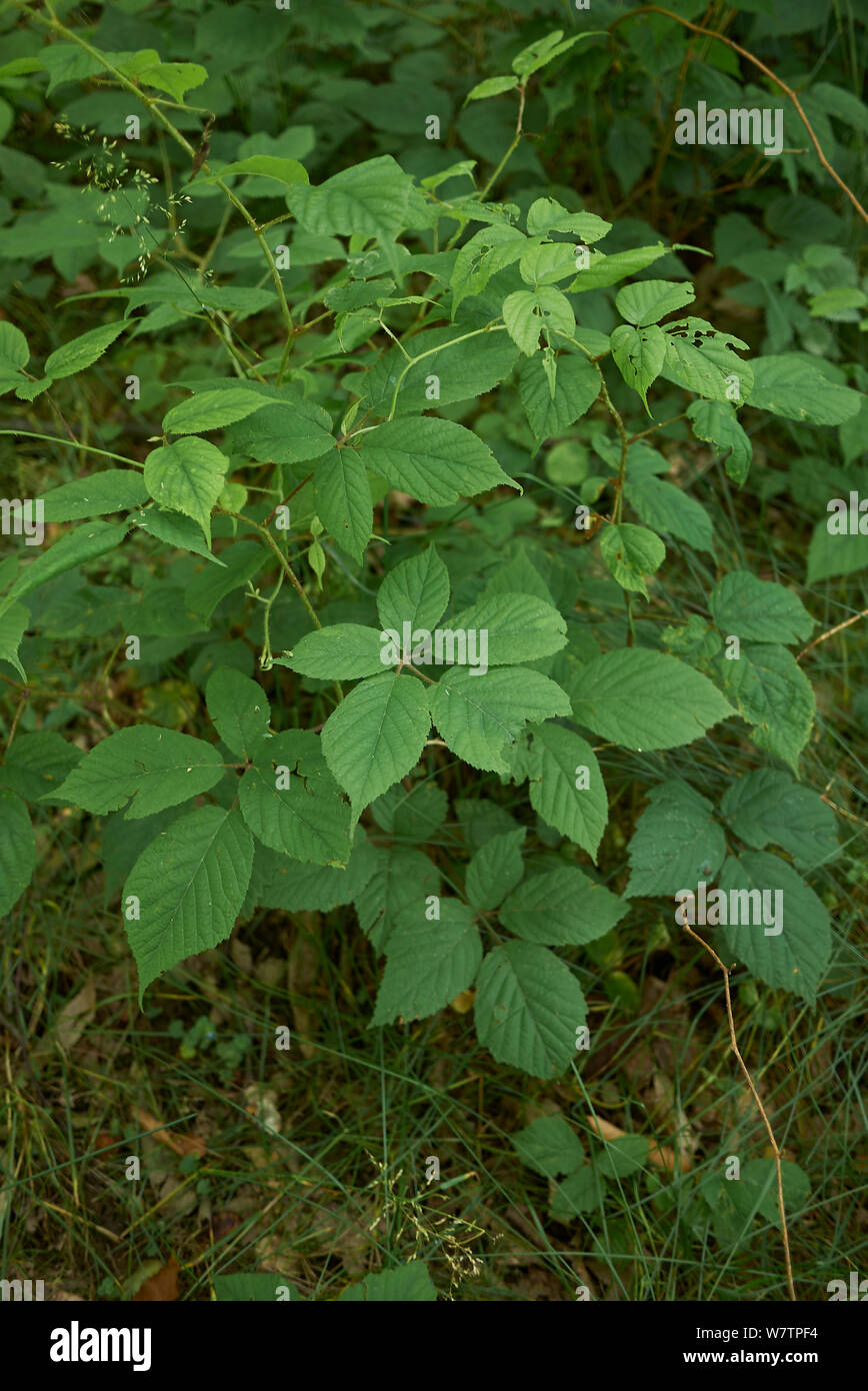 shrub of Rubus idaeus in bloom Stock Photo - Alamy