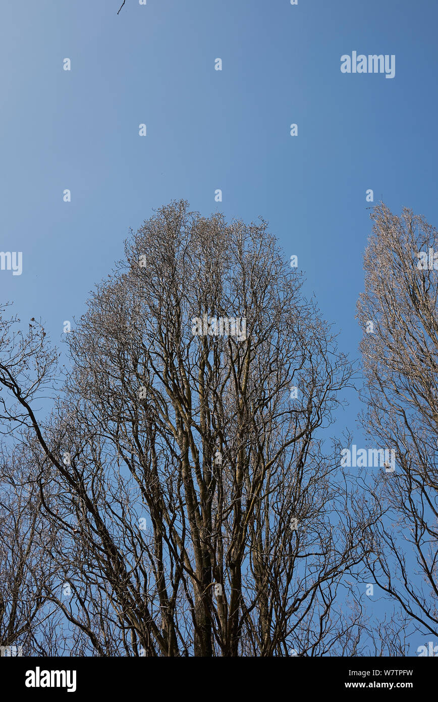 Quercus robur fastigiata trunk in winter Stock Photo - Alamy