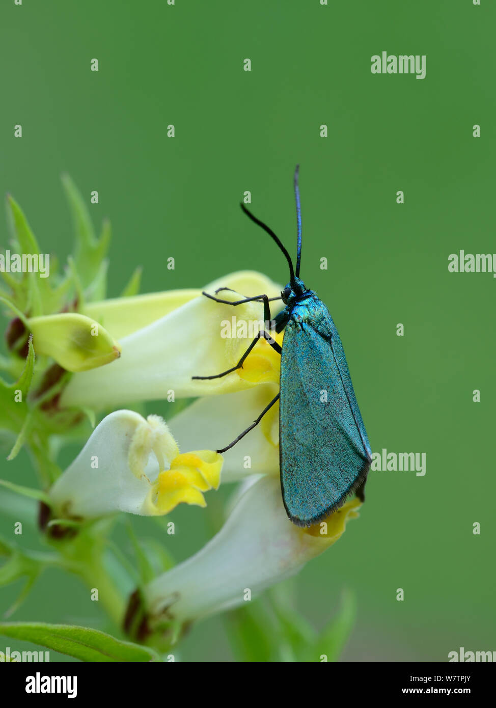 Sphinx globulariae hi-res stock photography and images - Alamy