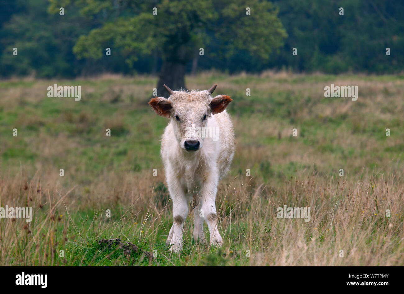 Calf chillingham cow wild cattle hi-res stock photography and images ...