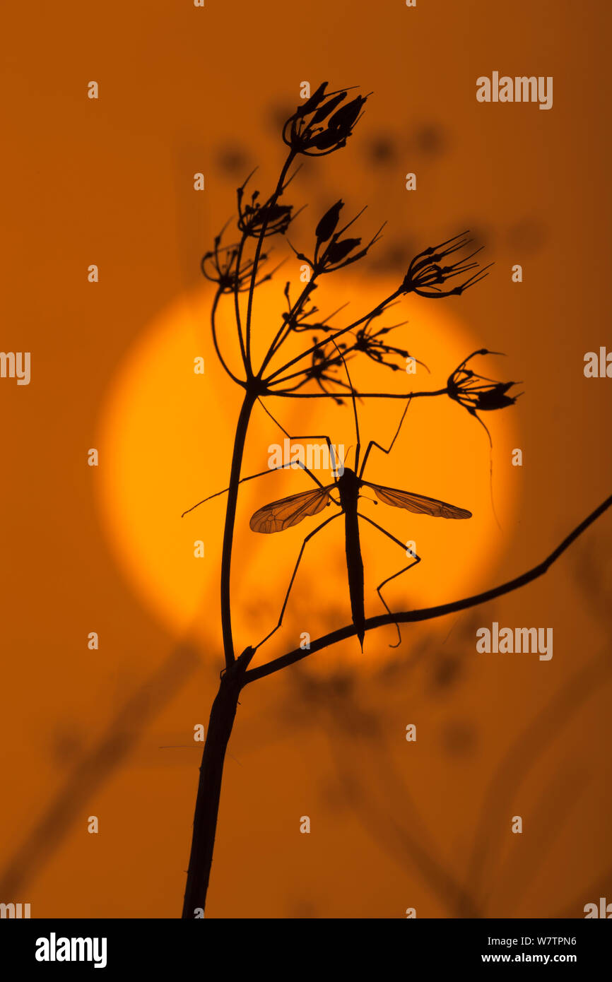 Cranefly Tipula Paludosa High Resolution Stock Photography and Images ...