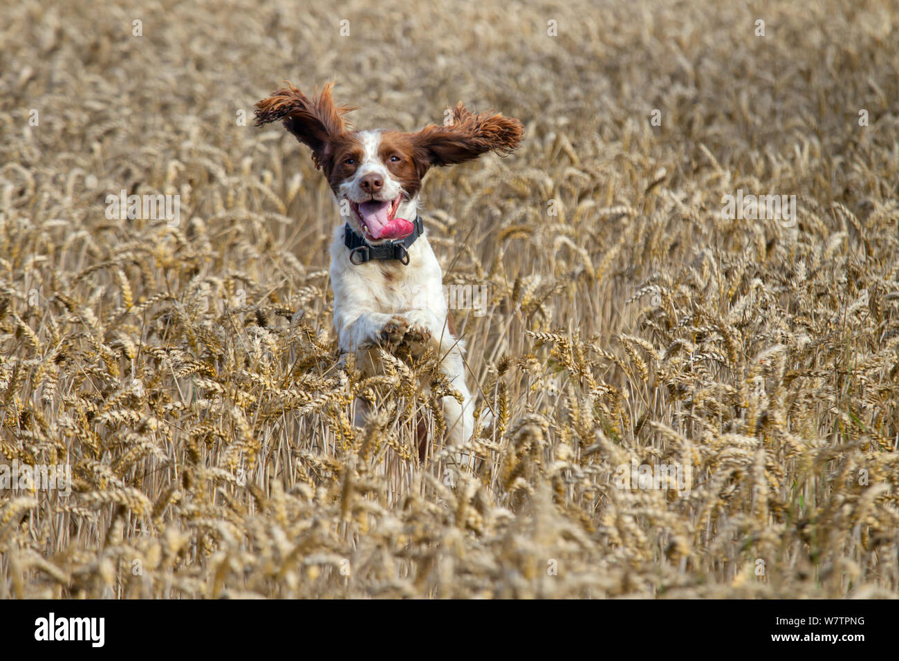 Running britain hi-res stock photography and images - Alamy
