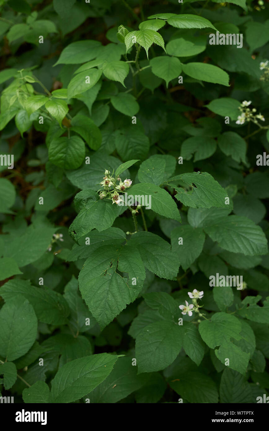 European raspberry hi-res stock photography and images - Alamy