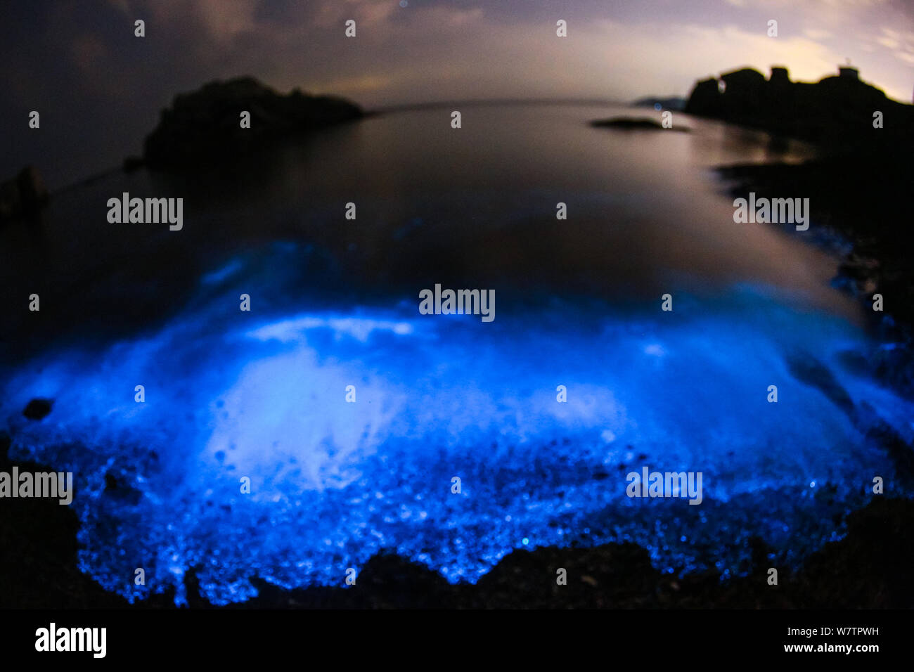 Algal bloom china sea hi-res stock photography and images - Alamy