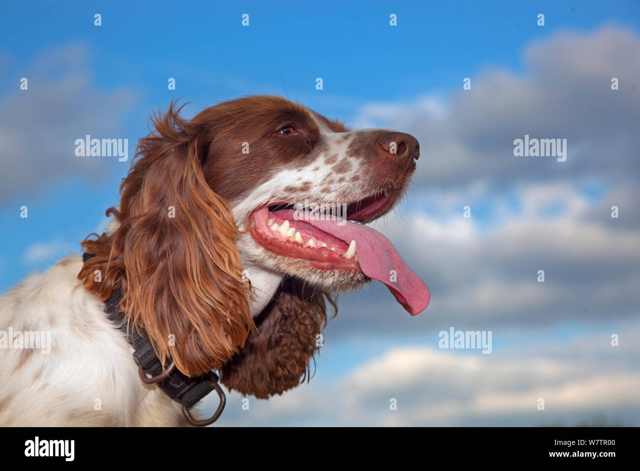 English springer spaniel, head portrait, UK, August Stock Photo - Alamy
