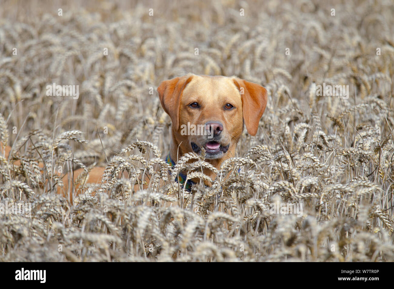 Yellow labrador retriever standing hi-res stock photography and images ...