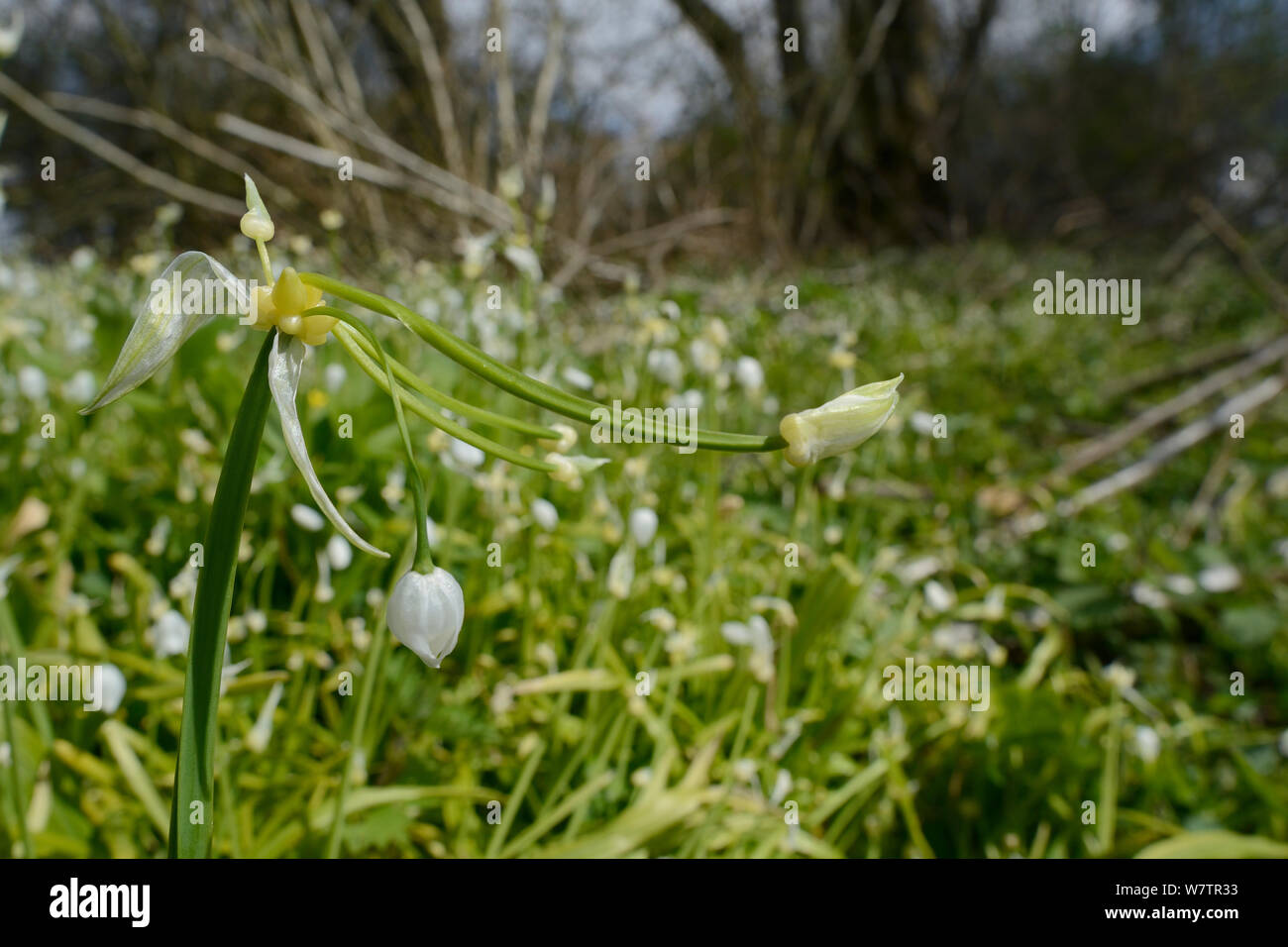 Few-flowered Leek (Allium paradoxum) a highly invasive Asian species ...