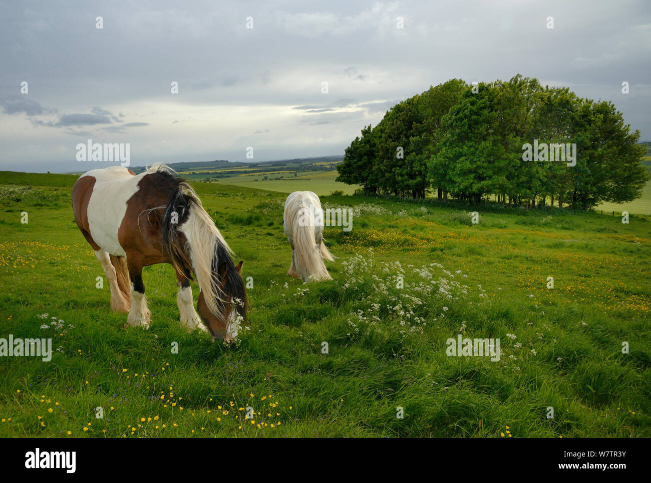 Irish Gypsy cob (Equus caballus) grey stallion and piebald mare grazing ...