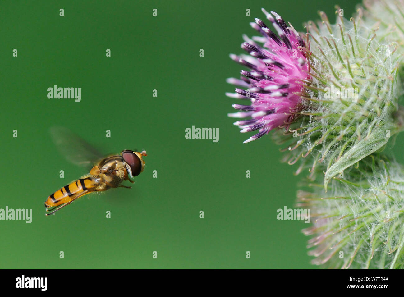 Marmalade hoverfly (Episyrphus balteatus) hovering near a Lesser ...