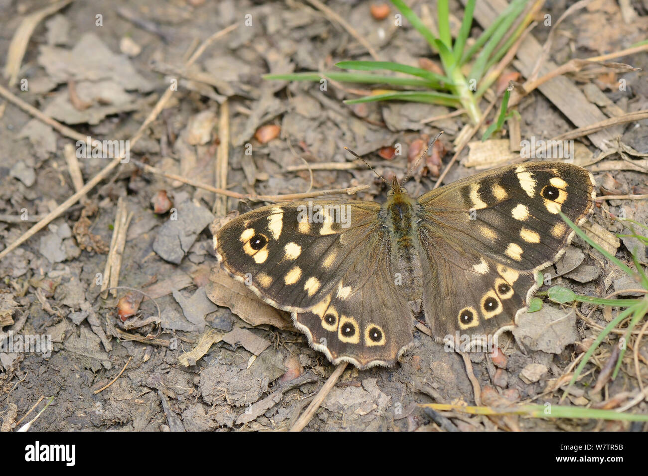 Satyrid butterfly hi-res stock photography and images - Alamy