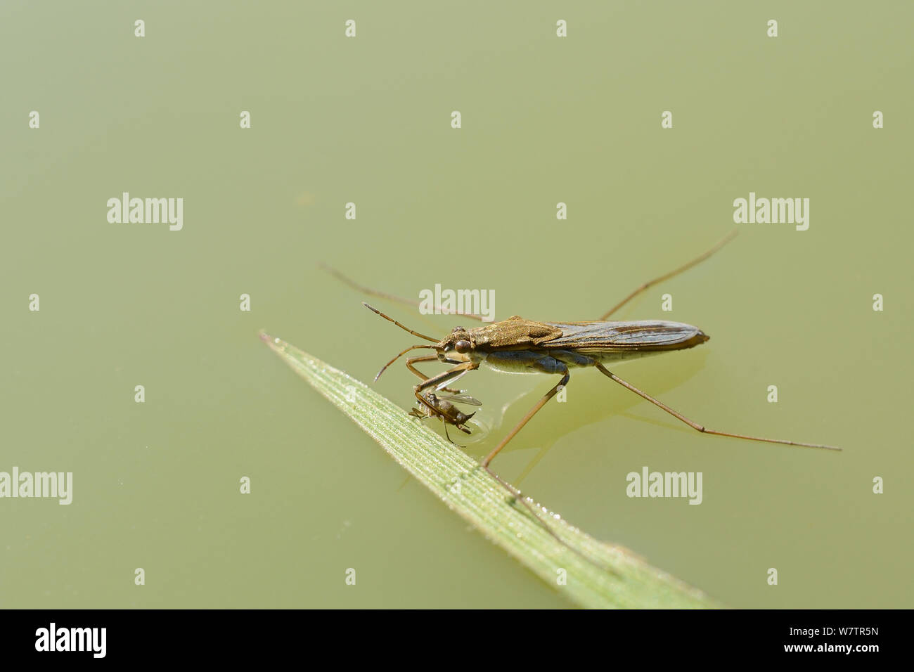 Water Strider Larvae