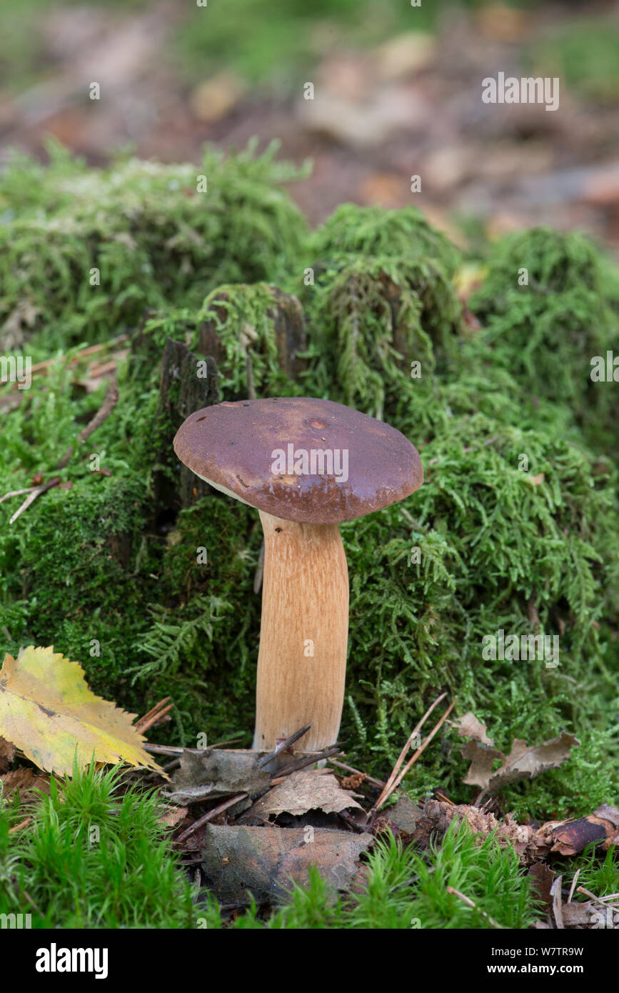 Bolete bay hi-res stock photography and images - Alamy