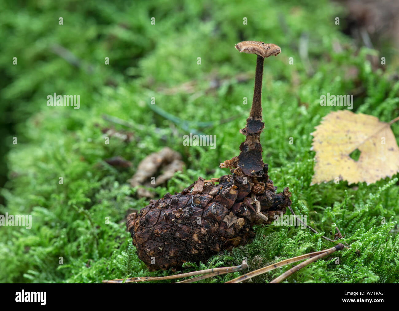 Tooth fungi hi-res stock photography and images - Alamy