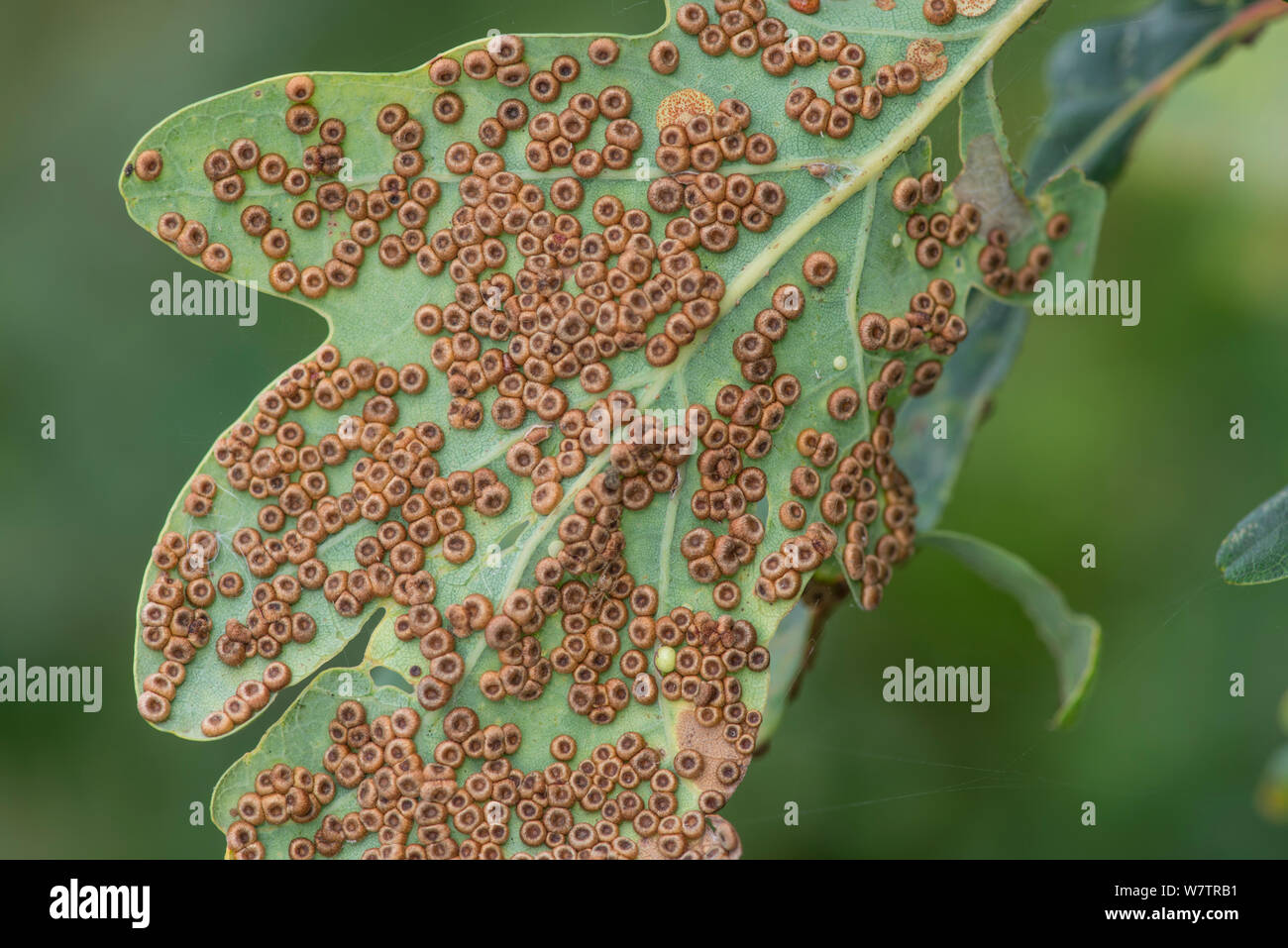 Silk button spangle galls on an English oak (Quercus robur) leaf caused ...