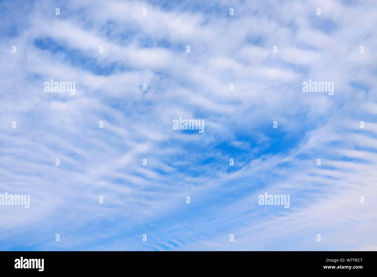 Cirrus vertebratus, gives the impression of vertebrae in a spinal ...