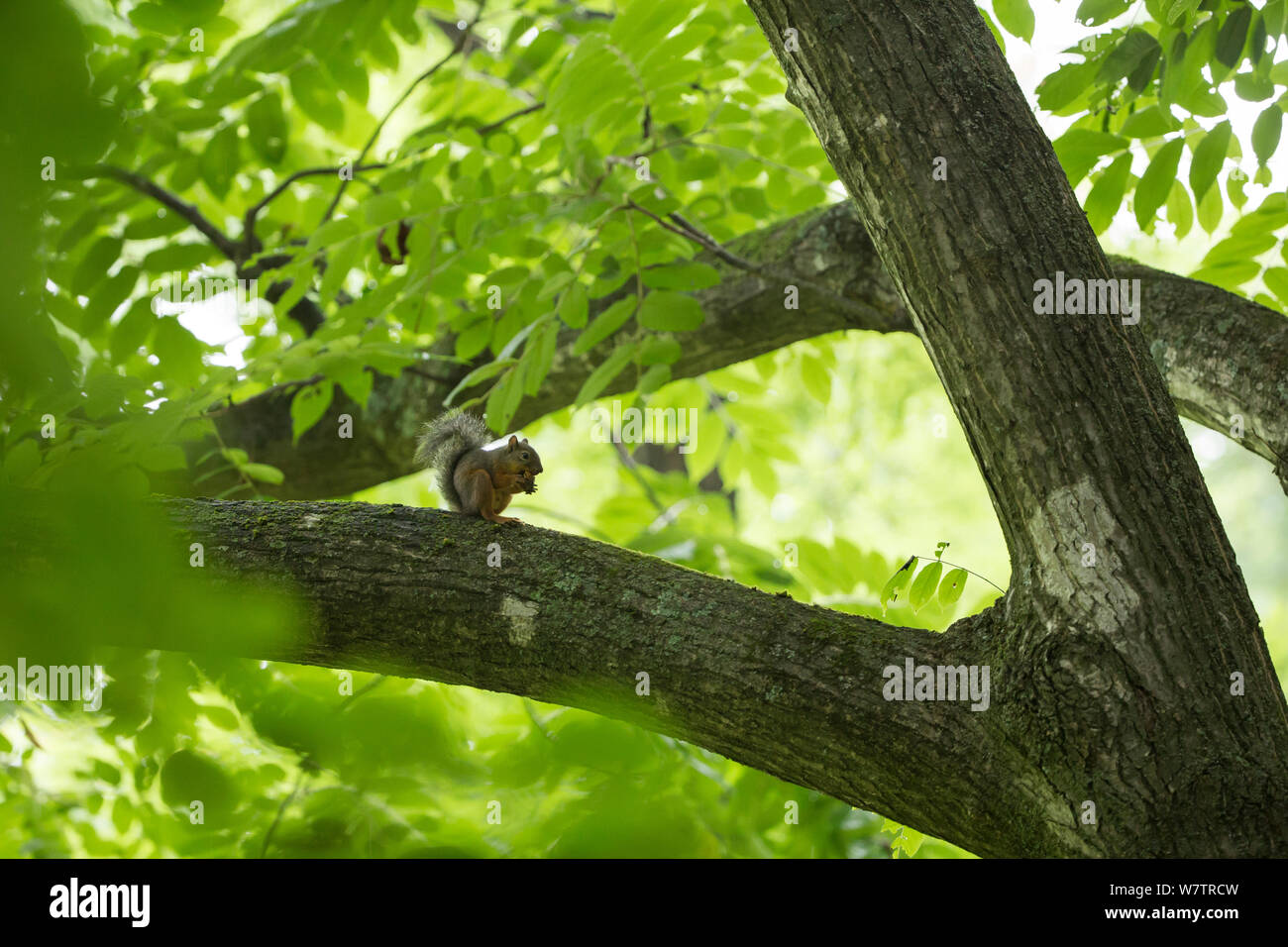 Japanese squirrel (Sciurus lis) eating a walnut, Mount Yatsugatake ...