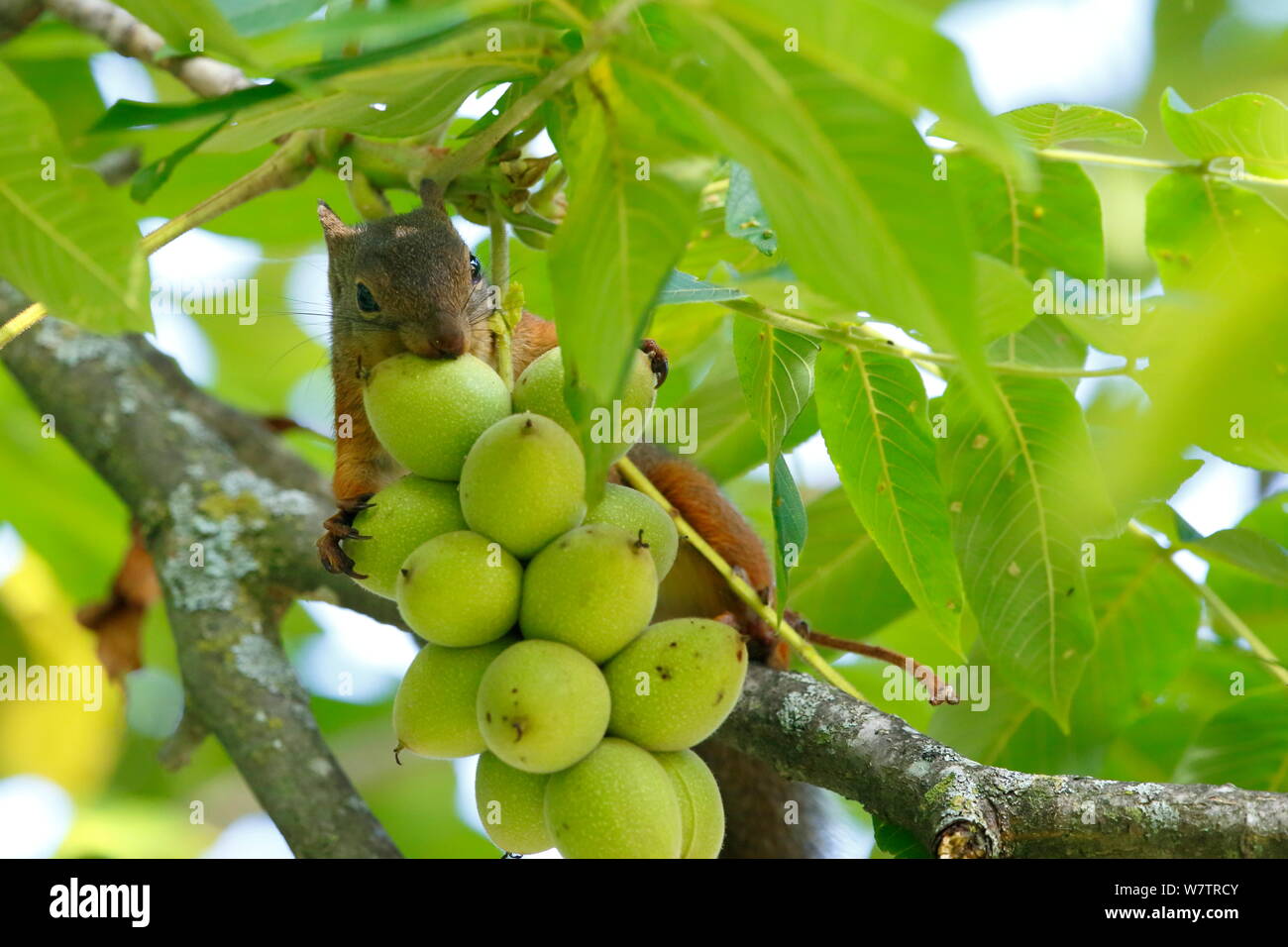 Japanese squirrel (Sciurus lis) feeding on Walnut (Juglans ailantifolia ...