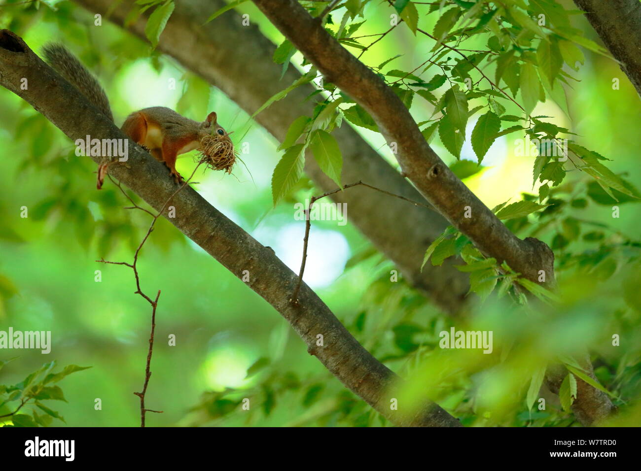 Japanese squirrel (Sciurus lis) collecting nest material, Mount ...
