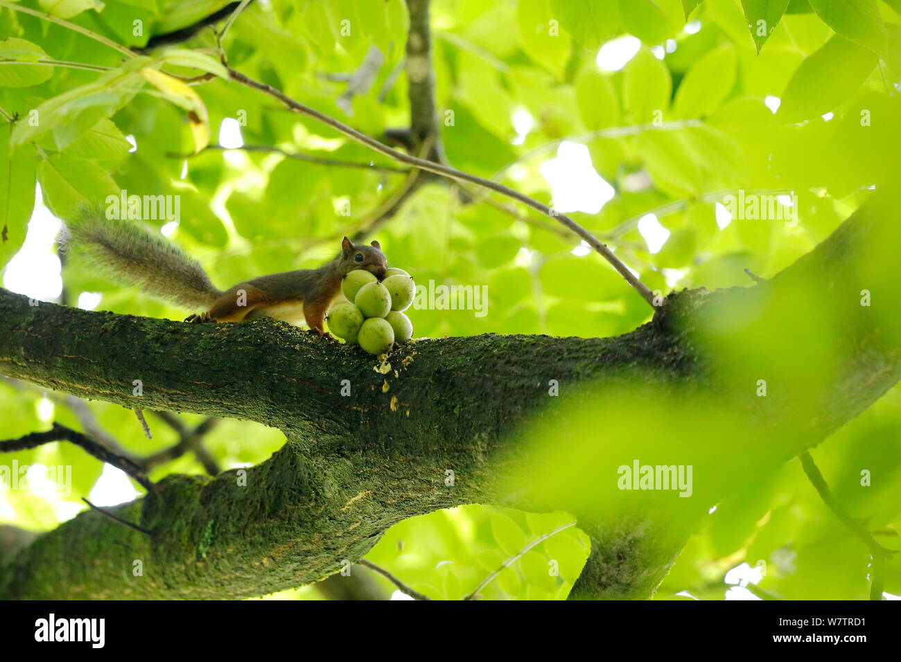 Sciurus lis hi-res stock photography and images - Alamy