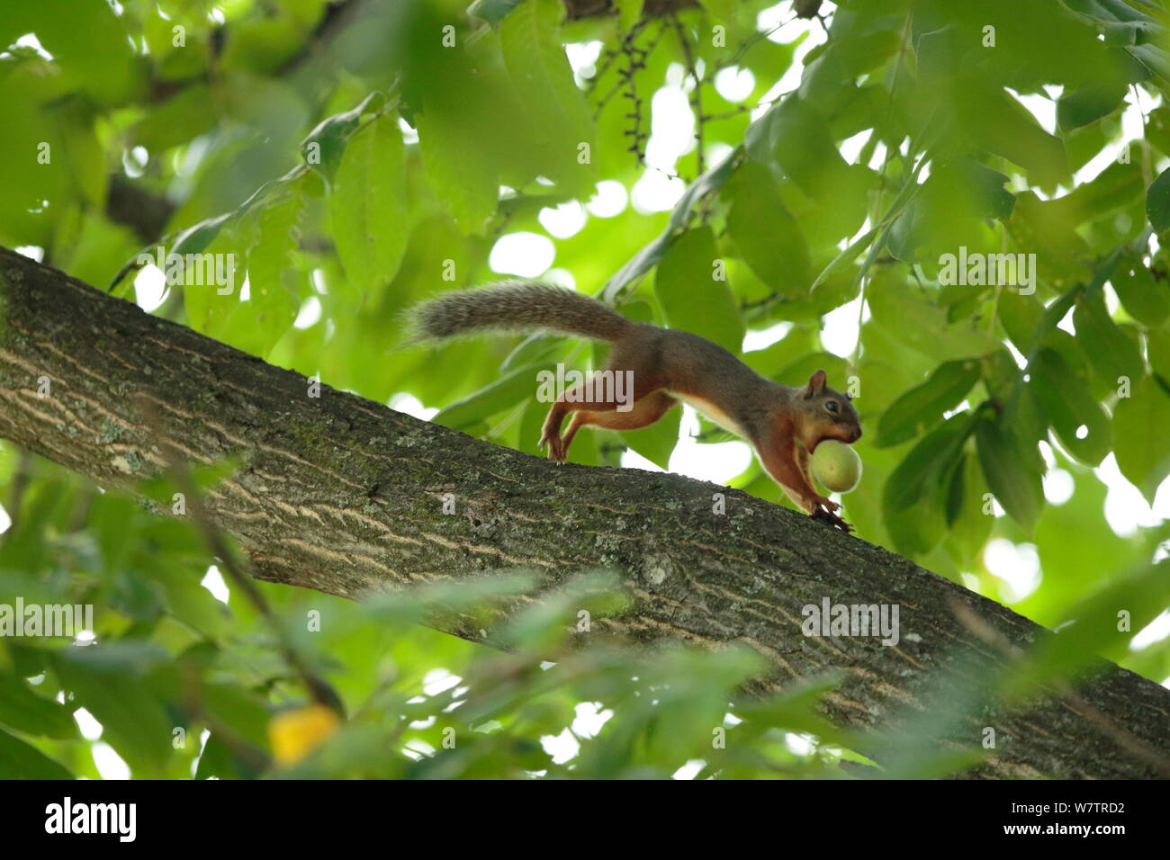 Sciurus lis hi-res stock photography and images - Alamy