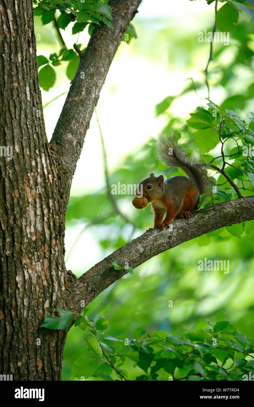 Japanese squirrel (Sciurus lis) carrying walnut, Mount Yatsugatake ...