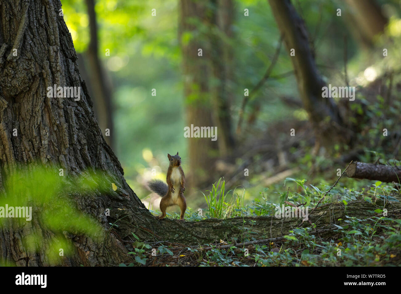 Japanese squirrel (Sciurus lis) standing alert, on hind legs, Mount ...
