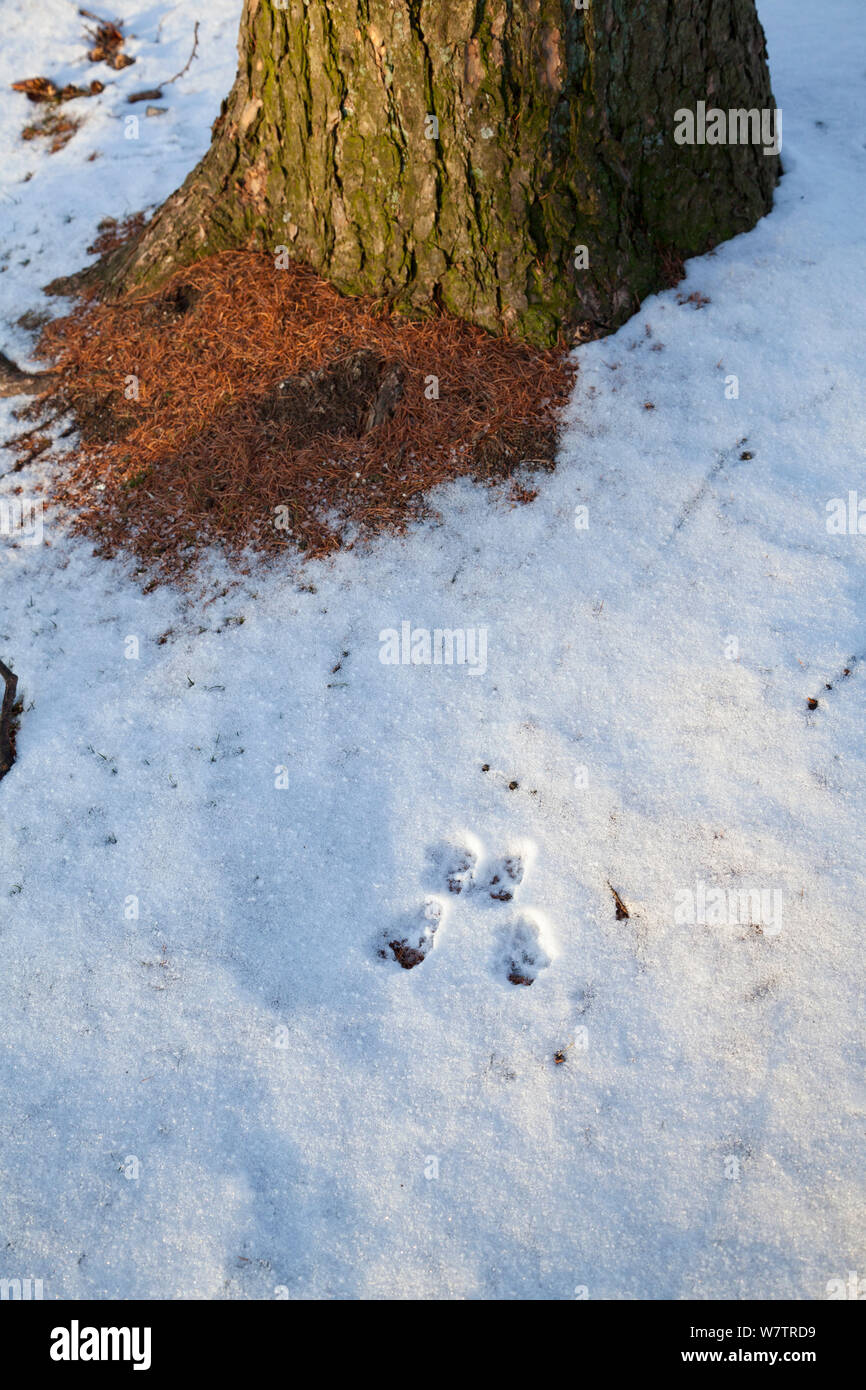 Squirrel tracks snow hi-res stock photography and images - Alamy