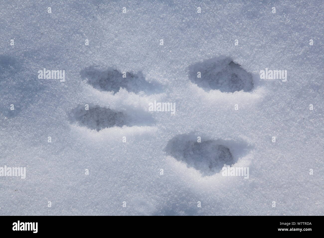 Squirrel tracks snow hi-res stock photography and images - Alamy