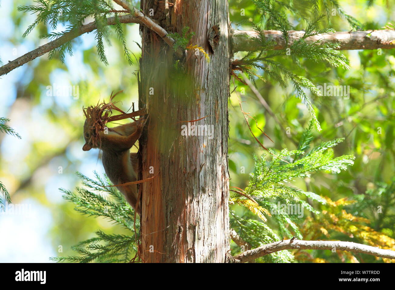 Japanese squirrel (Sciurus lis) collecting nest material, Mount ...