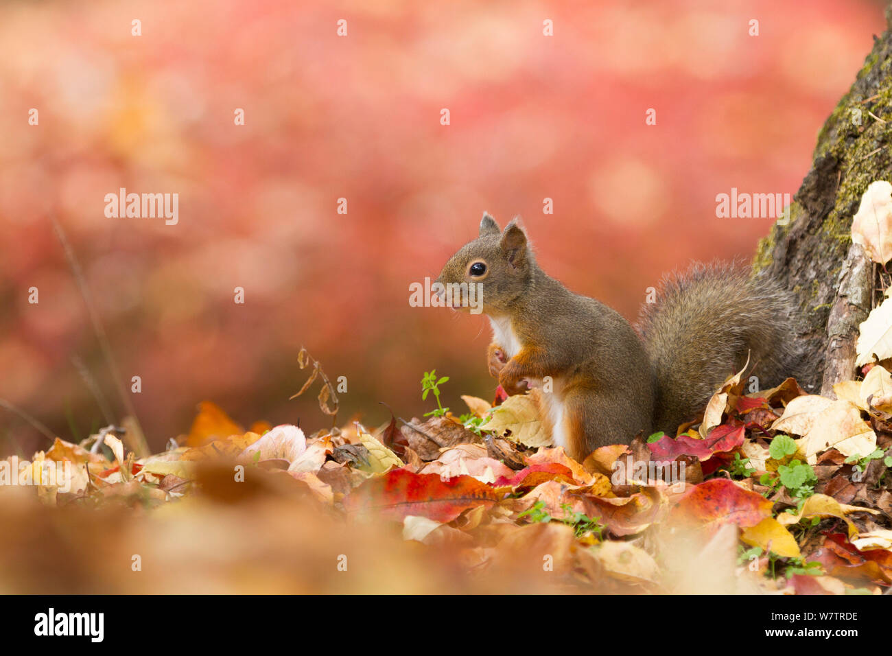 Japanese squirrel (Sciurus lis) portrait with autumn leaves , Mount ...