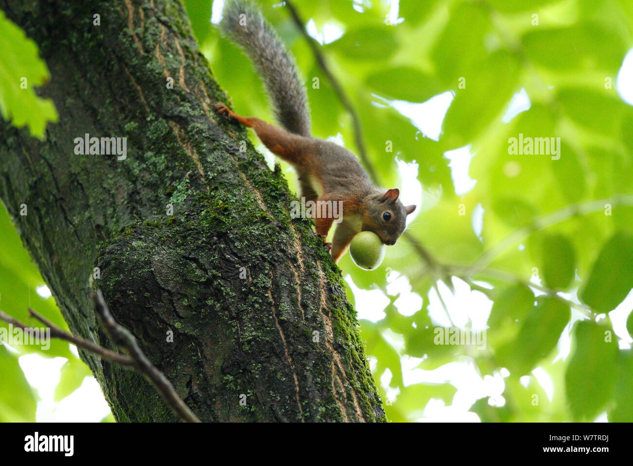 Japanese squirrel (Sciurus lis) carrying Walnut (Juglans ailantifolia ...