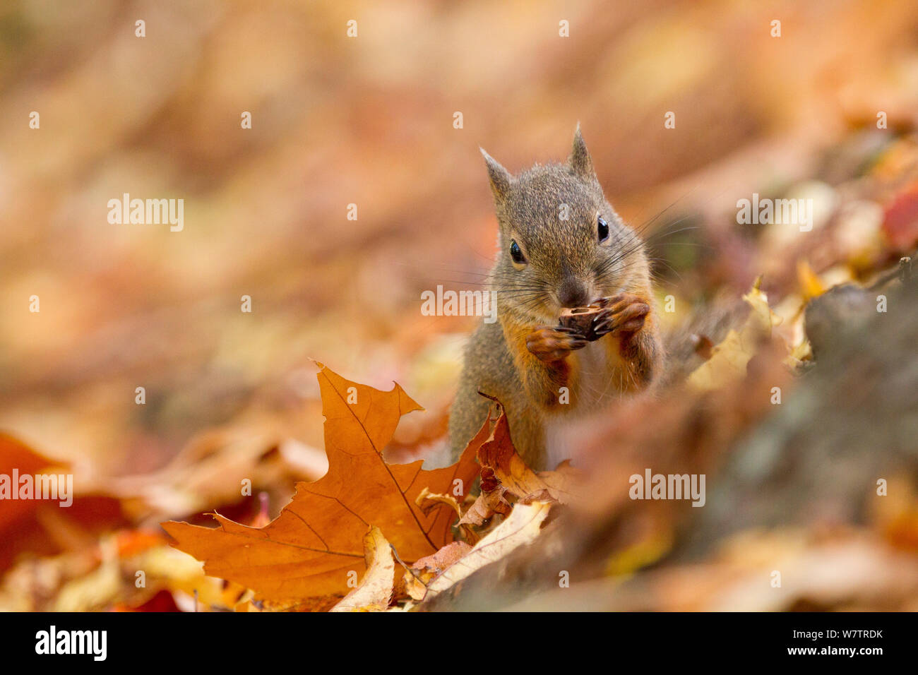 Sciurus lis hi-res stock photography and images - Alamy
