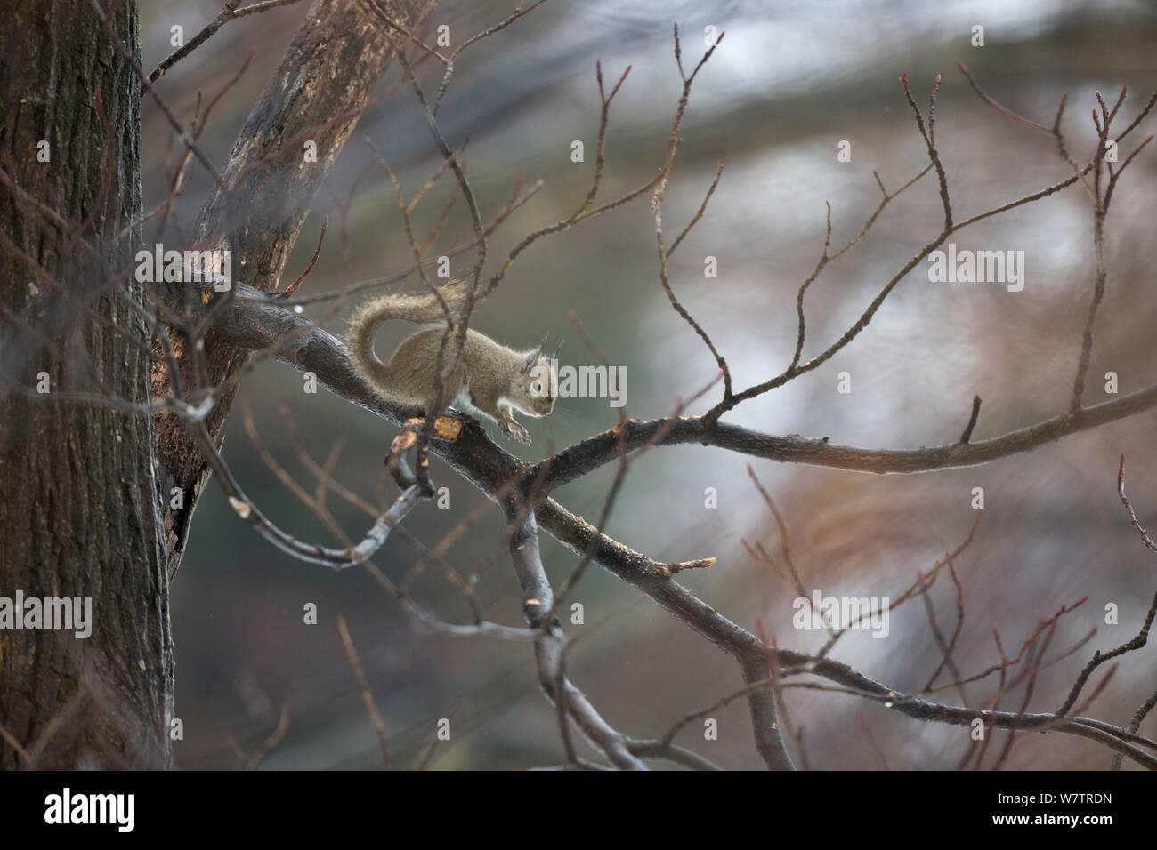 Japanese squirrel (Sciurus lis) pup during first winter, Mount ...