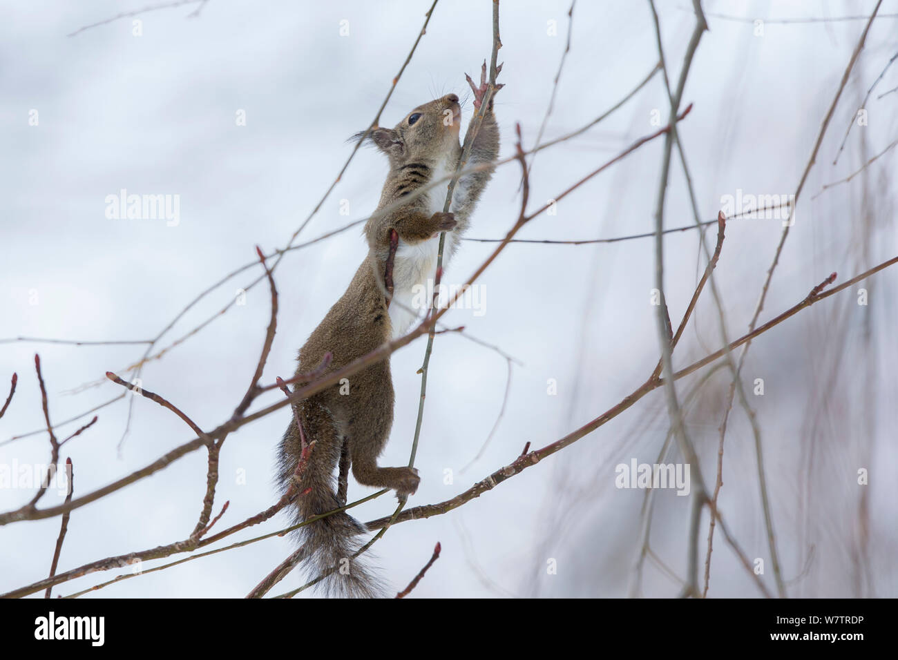 Japanese squirrel (Sciurus lis) male trying to climb up a thin branch ...