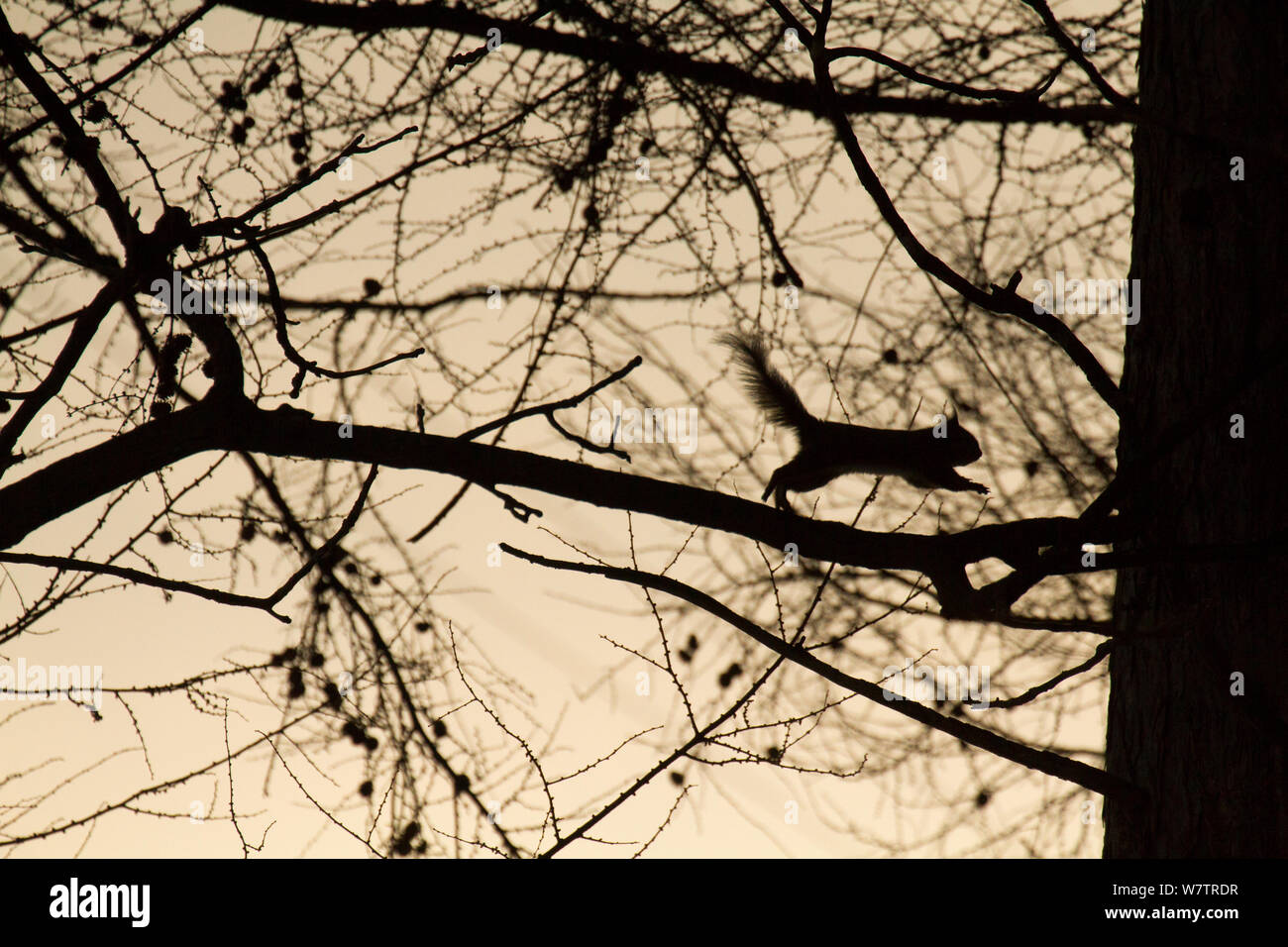 Japanese squirrel (Sciurus lis) jumping, silhouetted at dawn, Mount ...