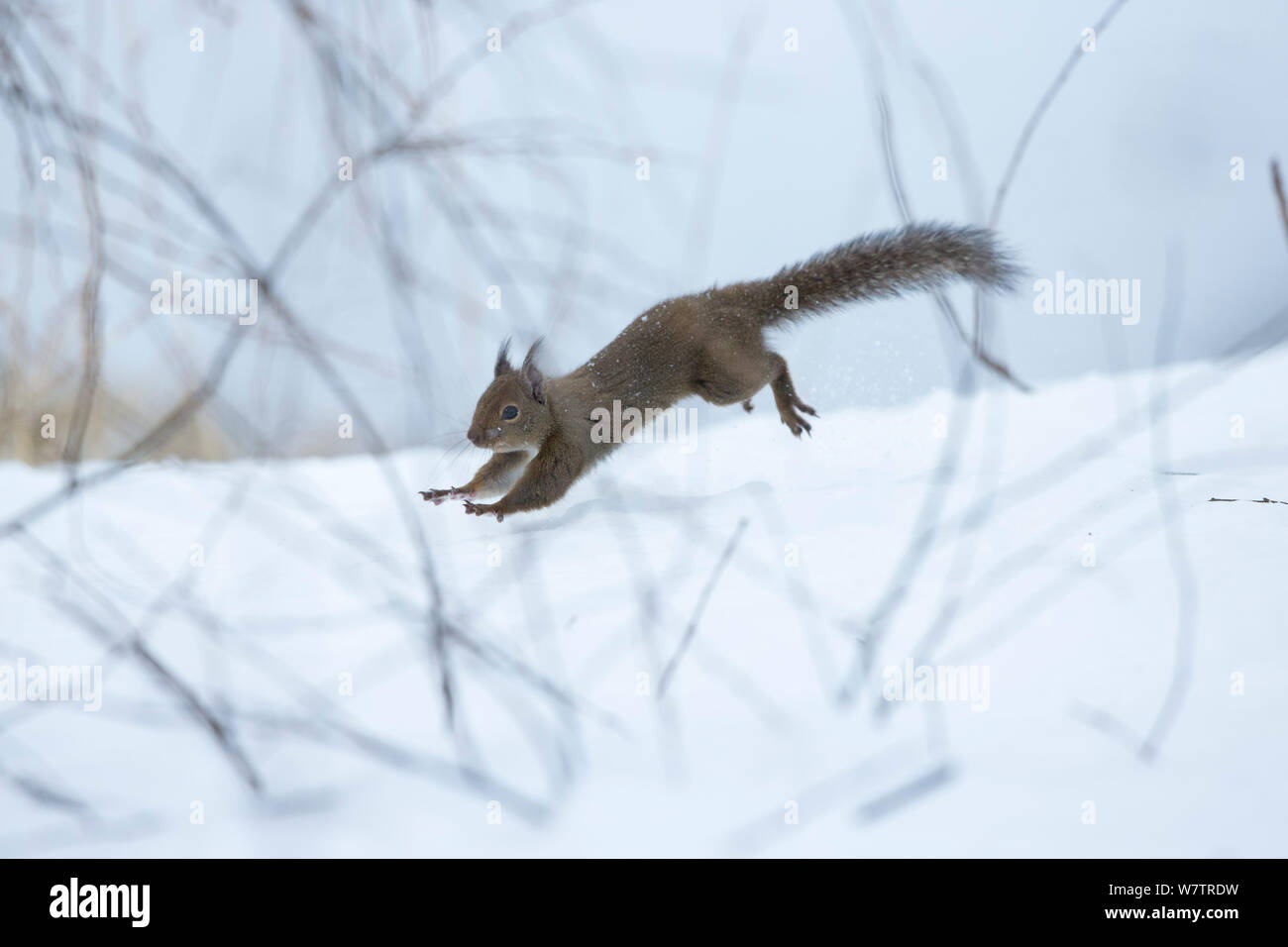 Japanese squirrel (Sciurus lis) running after an female in oestrus in ...