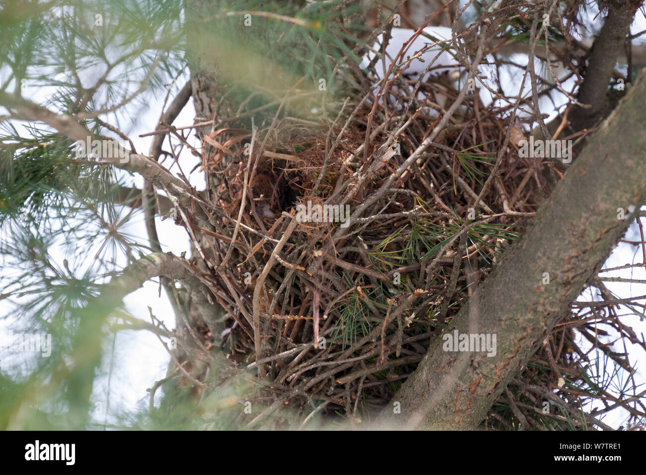 Drey squirrel hi-res stock photography and images - Alamy