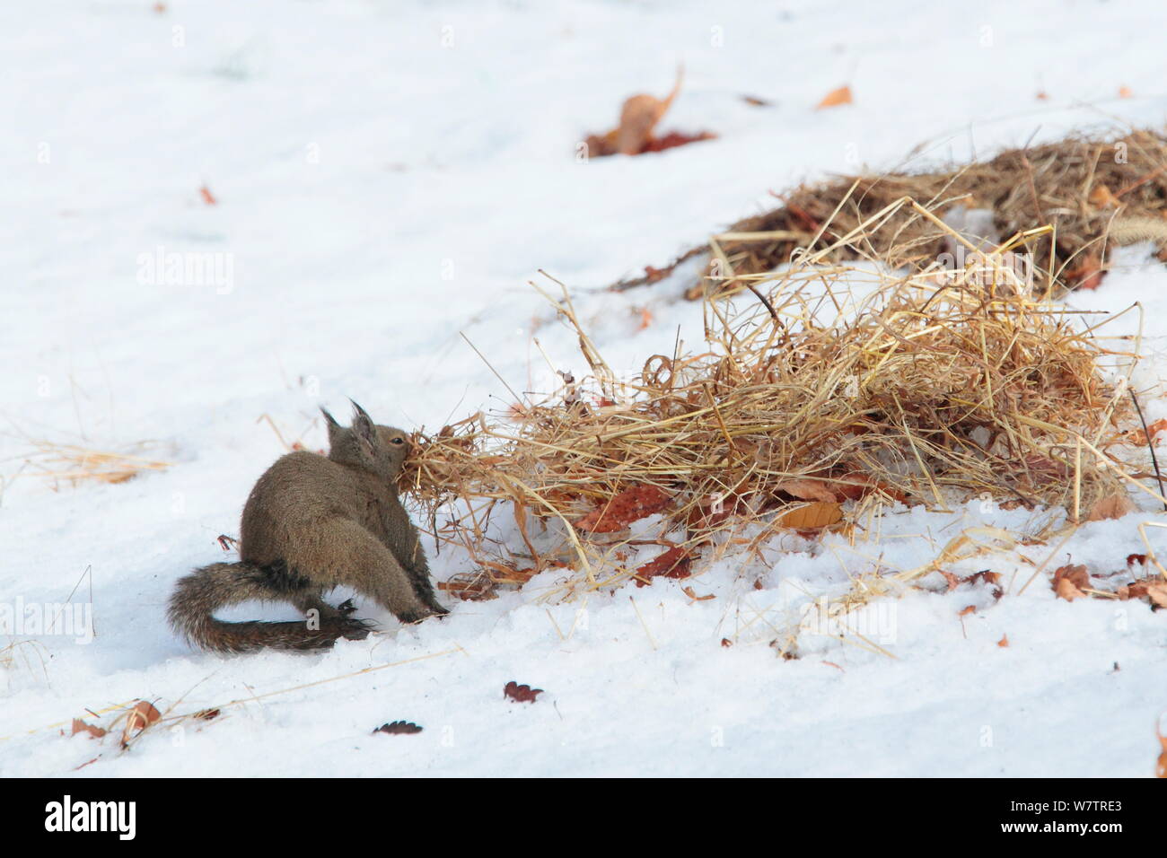 Japanese squirrel (Sciurus lis) collecting nest material , Mount ...