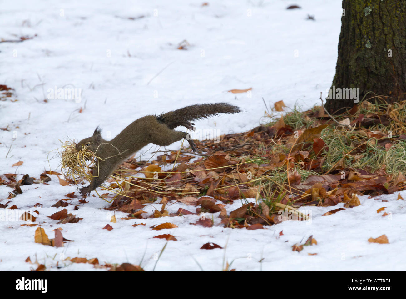 Japanese squirrel (Sciurus lis) collecting nest material , Mount ...
