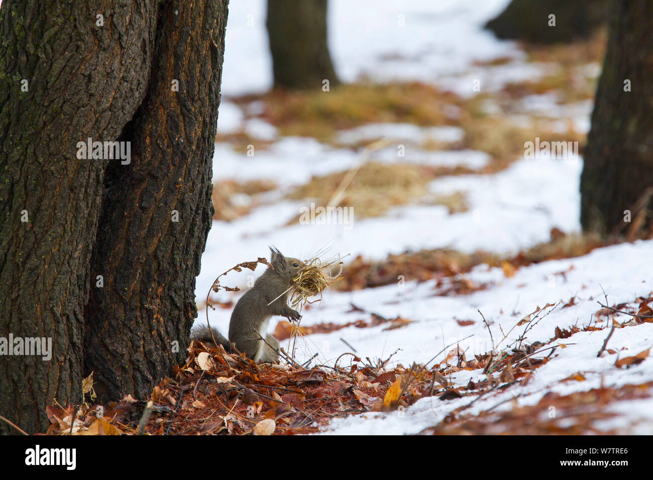 Japanese squirrel (Sciurus lis) collecting nest material , Mount ...